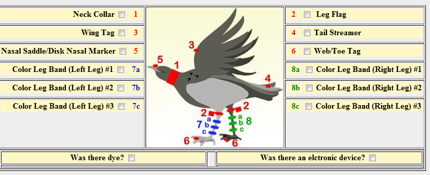 The Passionate Birder: Citizen Scientist - Reporting Leg Flags
