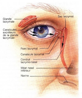 POURQUOI TU PLEURES ?: L'appareil lacrymal