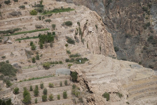 Enfleurage: Omani Roses