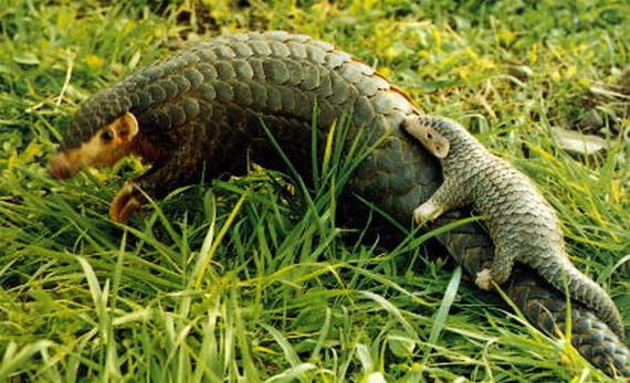 Amici animali: [Scheda] Pangolino