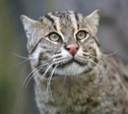 Kucing Bakau (Prionailurus viverrinus) | Kucing Felidae