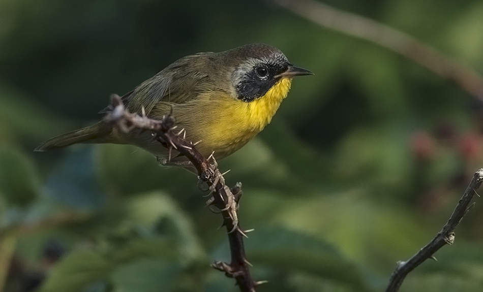 South Shore Birder: 2018