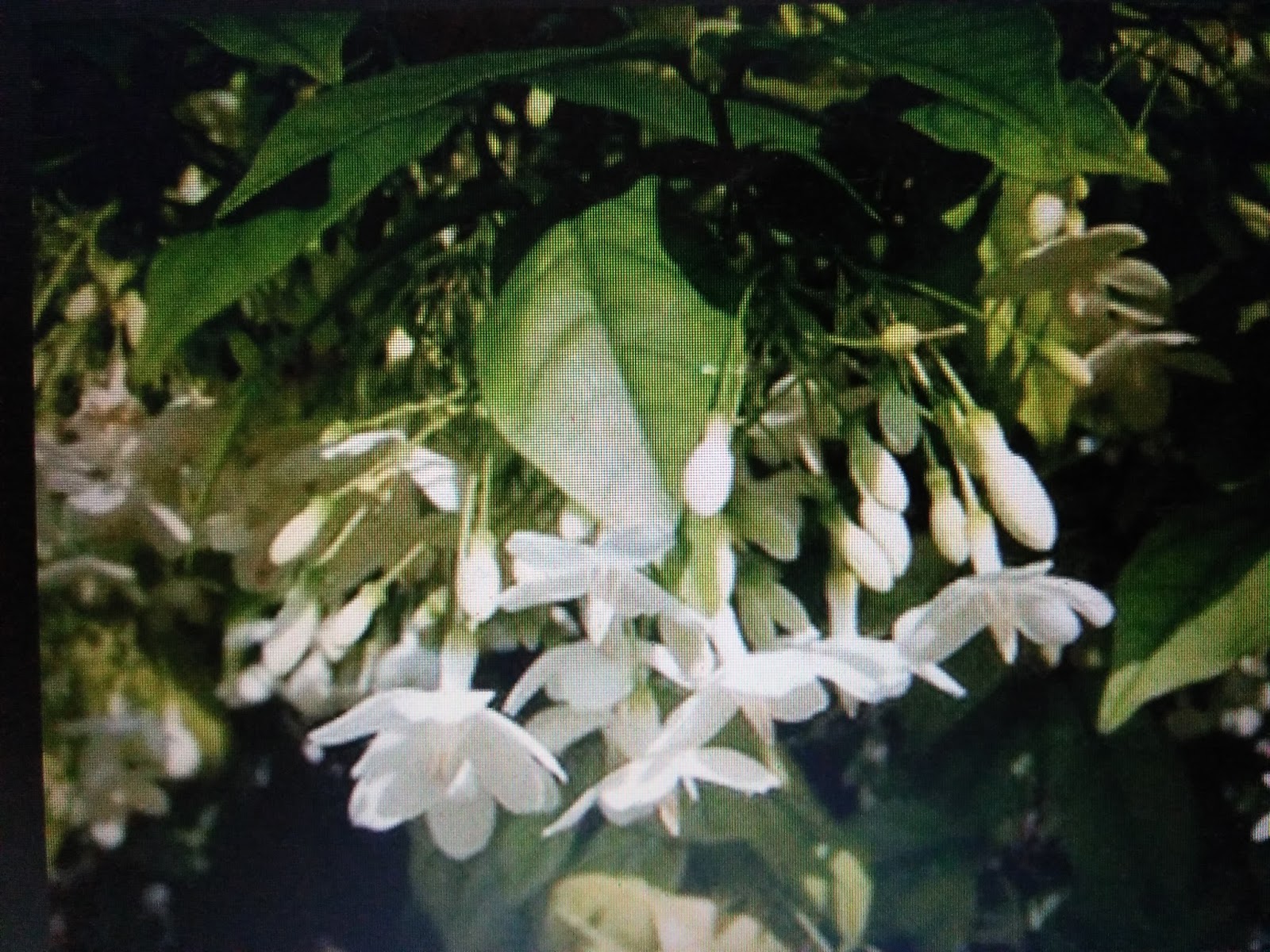 Terkeren 10+ Bunga Melati Berwarna Putih Mekar Mewangi Indah Di Taman ...