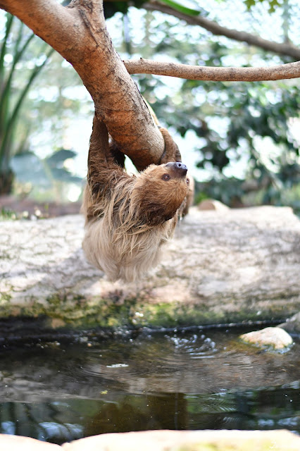 JAPANKURU: Things to do in Kobe 🐹 Top Japanese Zoo That Let's You ...
