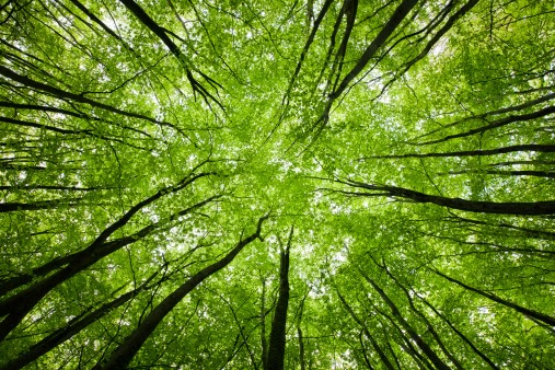 Photojournalism: PhotoJ - Rules of Photography - Update - Composition ...