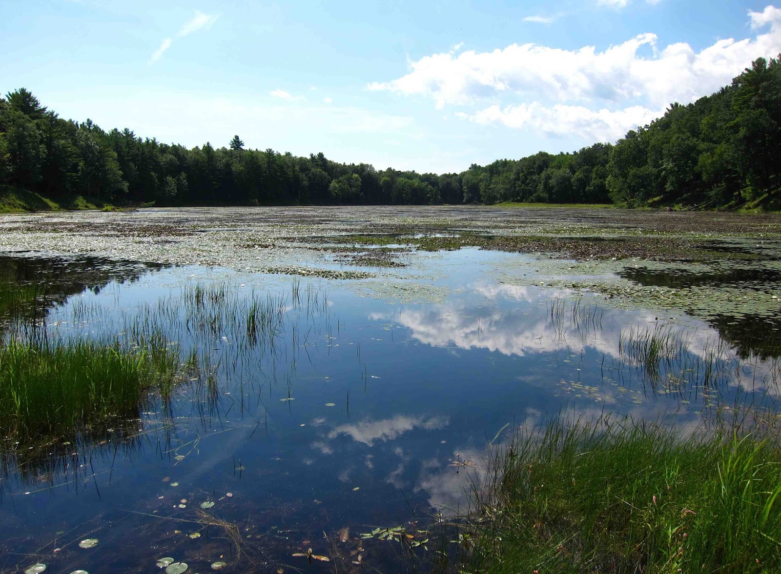 Saratoga woods and waterways: Mud Pond's Muddy Shore