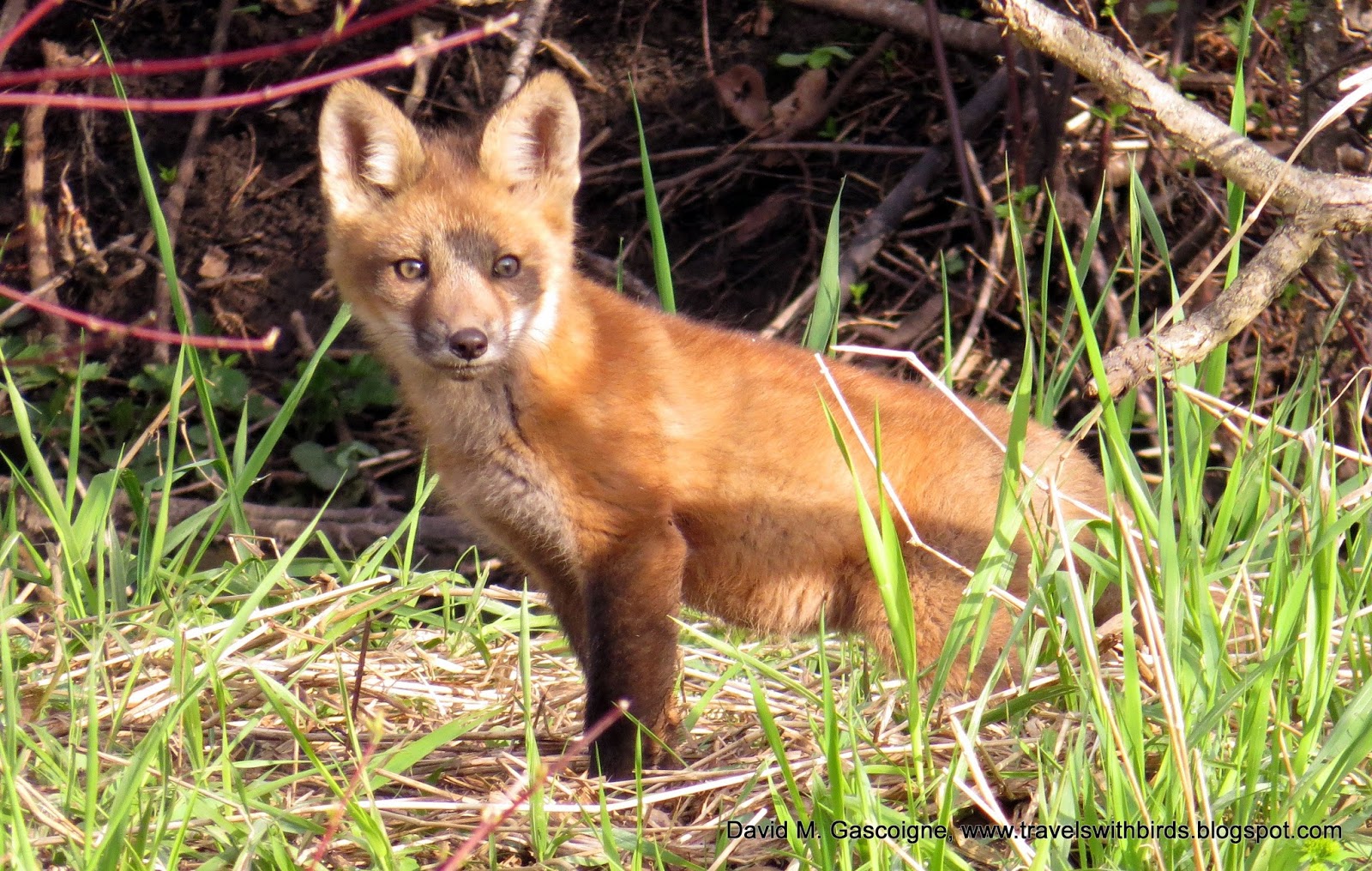 Woodlot at the University of Waterloo, Waterloo, ON - Travels With Birds