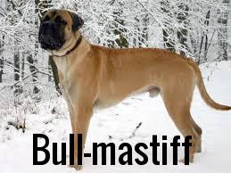 Amazing World: Top 10 Most Dangerous Dogs In The World