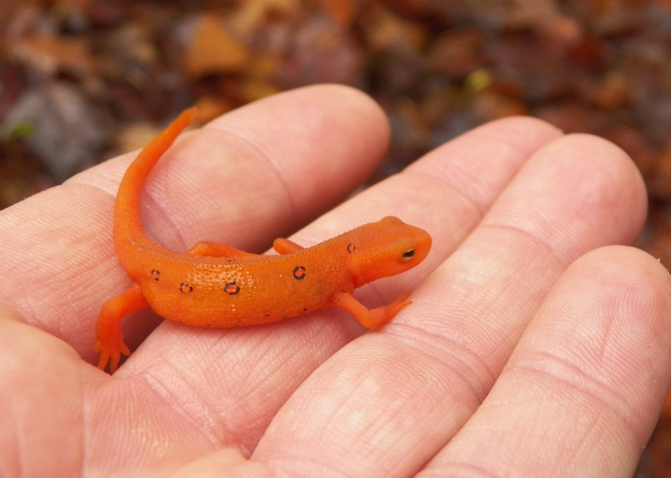 Orange Salamanders
