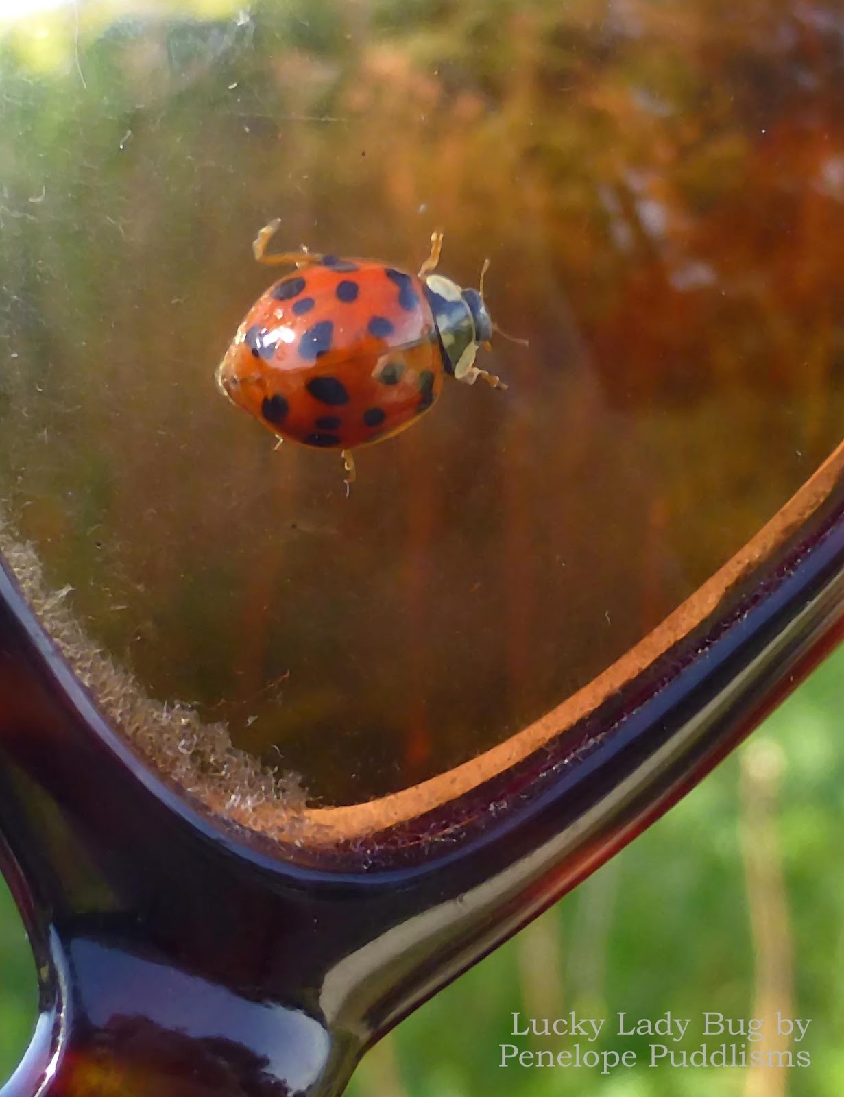 Postcards From Penelope Puddle: The Lady Is A Bug