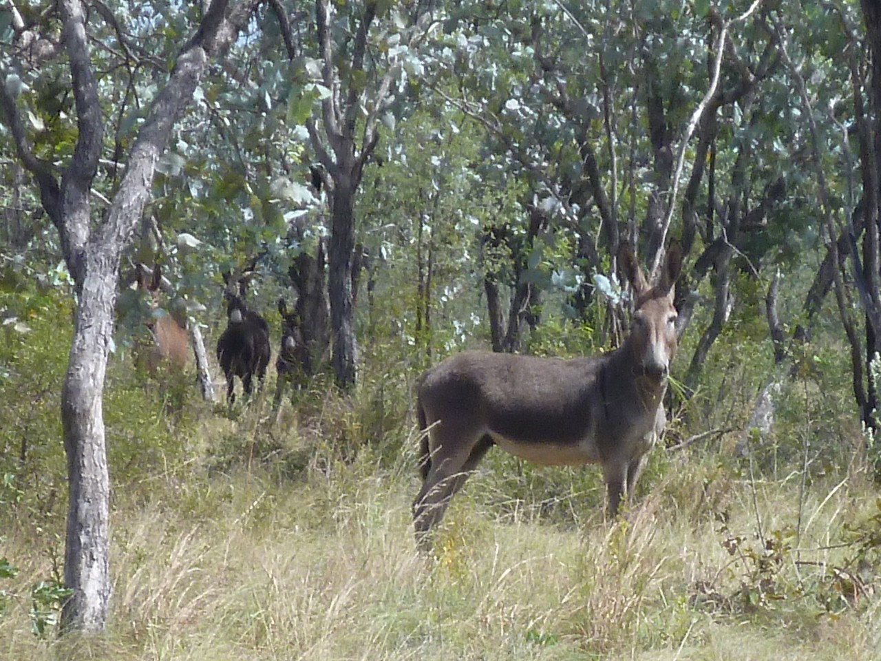 The Traveller's Table: The Roper Bar & Tomato Island