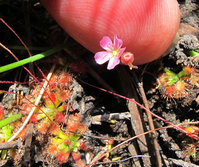 Esperance Wildflowers: Drosera pulchella - Pretty Sundew