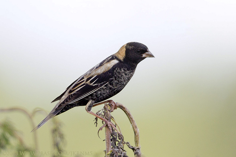 SWFloridabirder: Harns Marsh Preserve: Early May Action