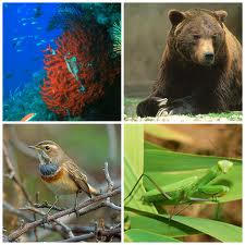 Italia: Fauna de Italia