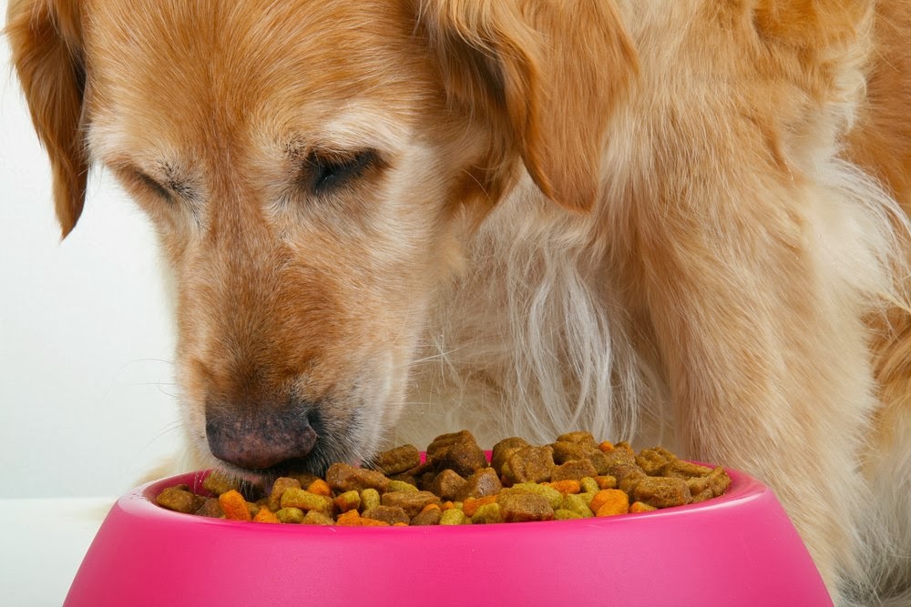 LOS PERROS Y SU CUIDADO: LA ALIMENTACIÓN EN CACHORROS Y ADULTOS