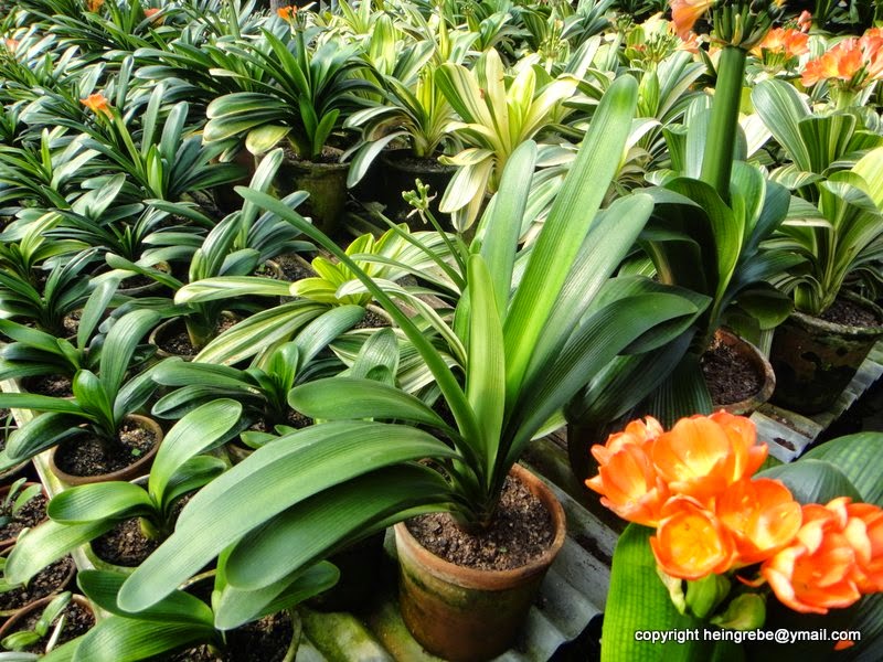 Sharing flower bulb information: First Clivia Mirabilis to flower in ...