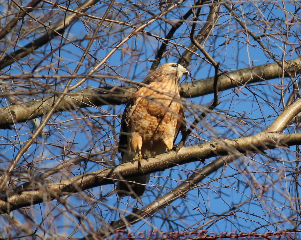 Red House Garden: Two Big Hawks, Sittin' in a Tree...