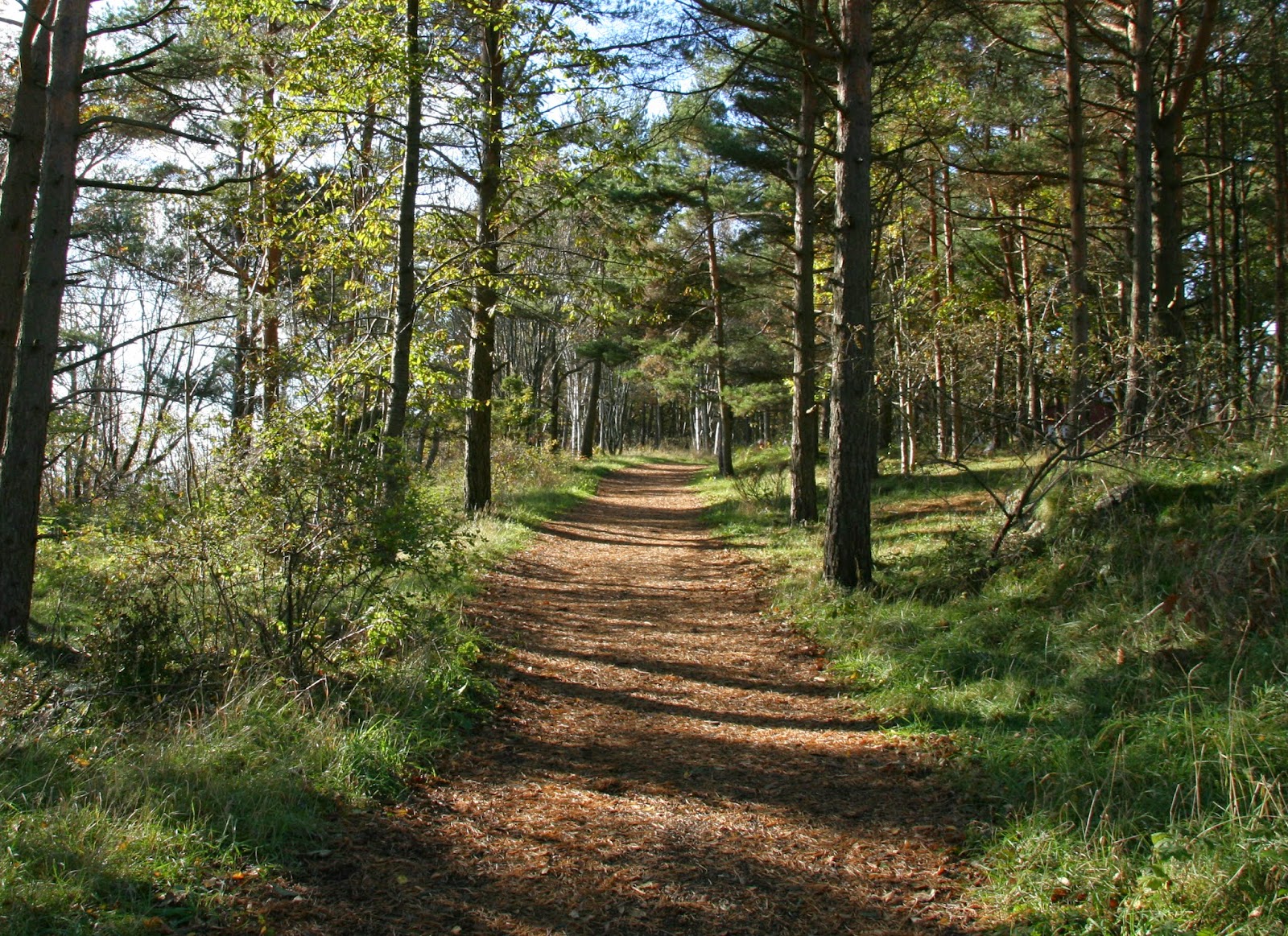 Verusbloggen: Jeg gikk en tur i skogen.