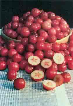 Tentang Kita: Buah Khas dari Bangka