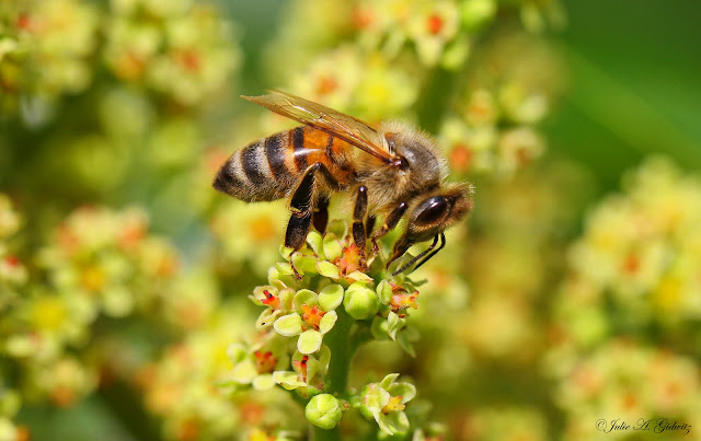 Nature's Splendor: Summer Delights