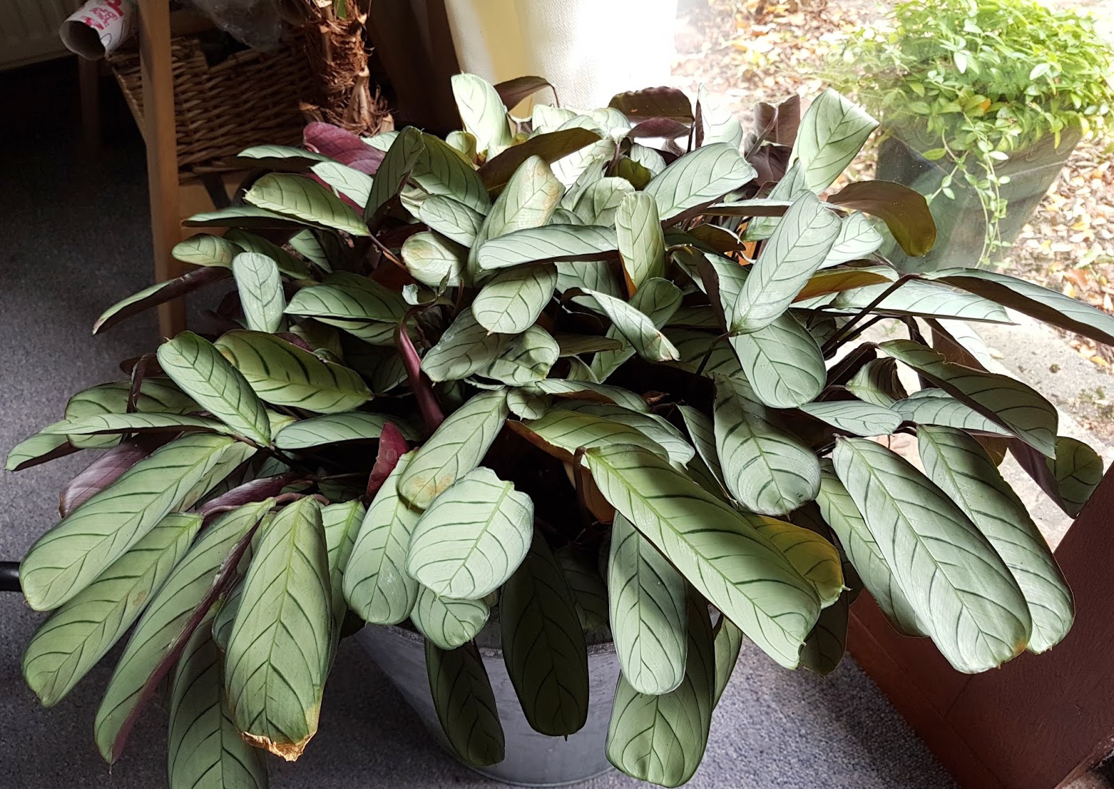 A Guide to Interesting and Easy Houseplants