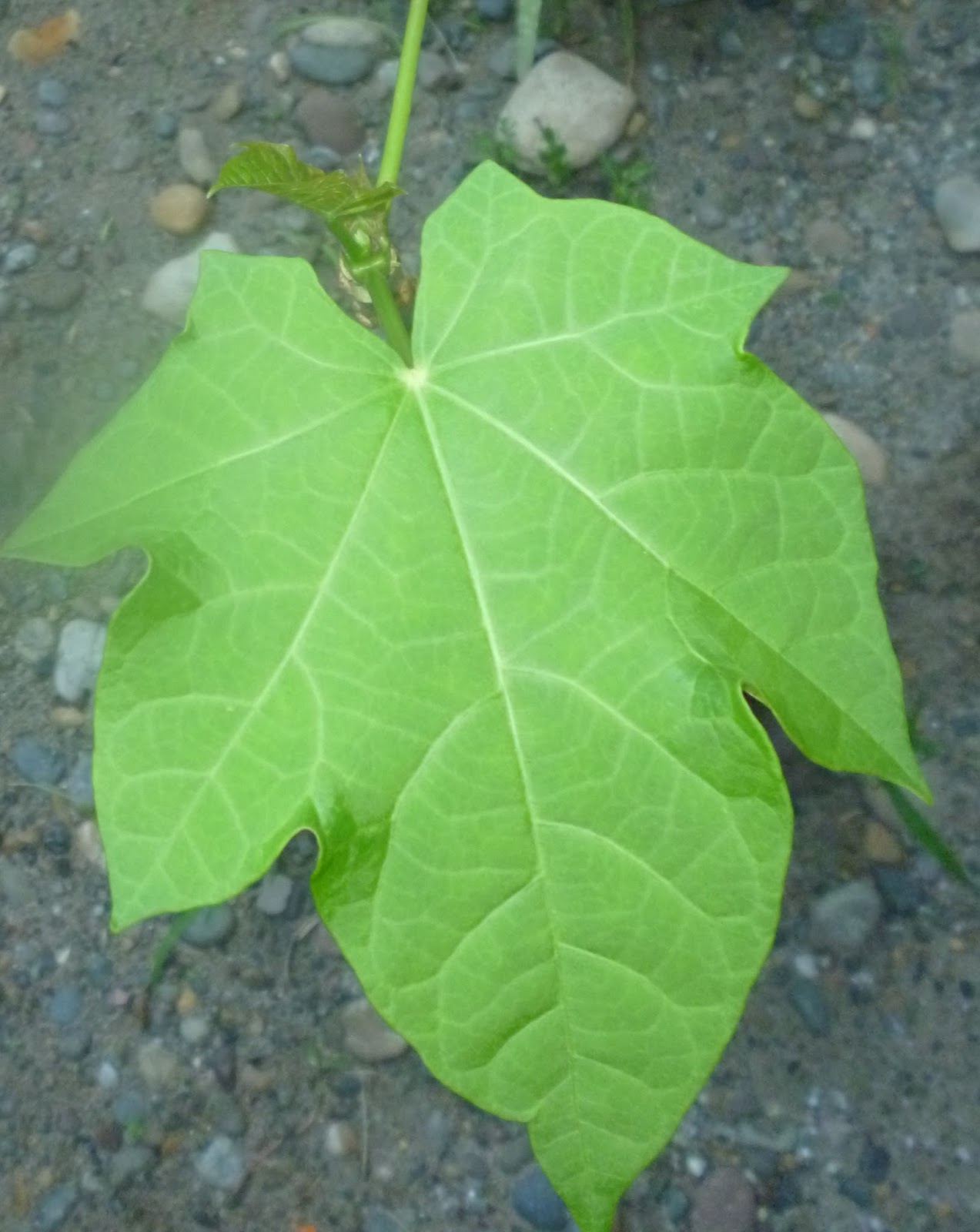 PIÑÓN: PURGA NATURAL | Naturaleza y Medio Ambiente