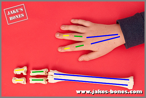 Strange bones #12: the mystery metacarpal : Jake's Bones