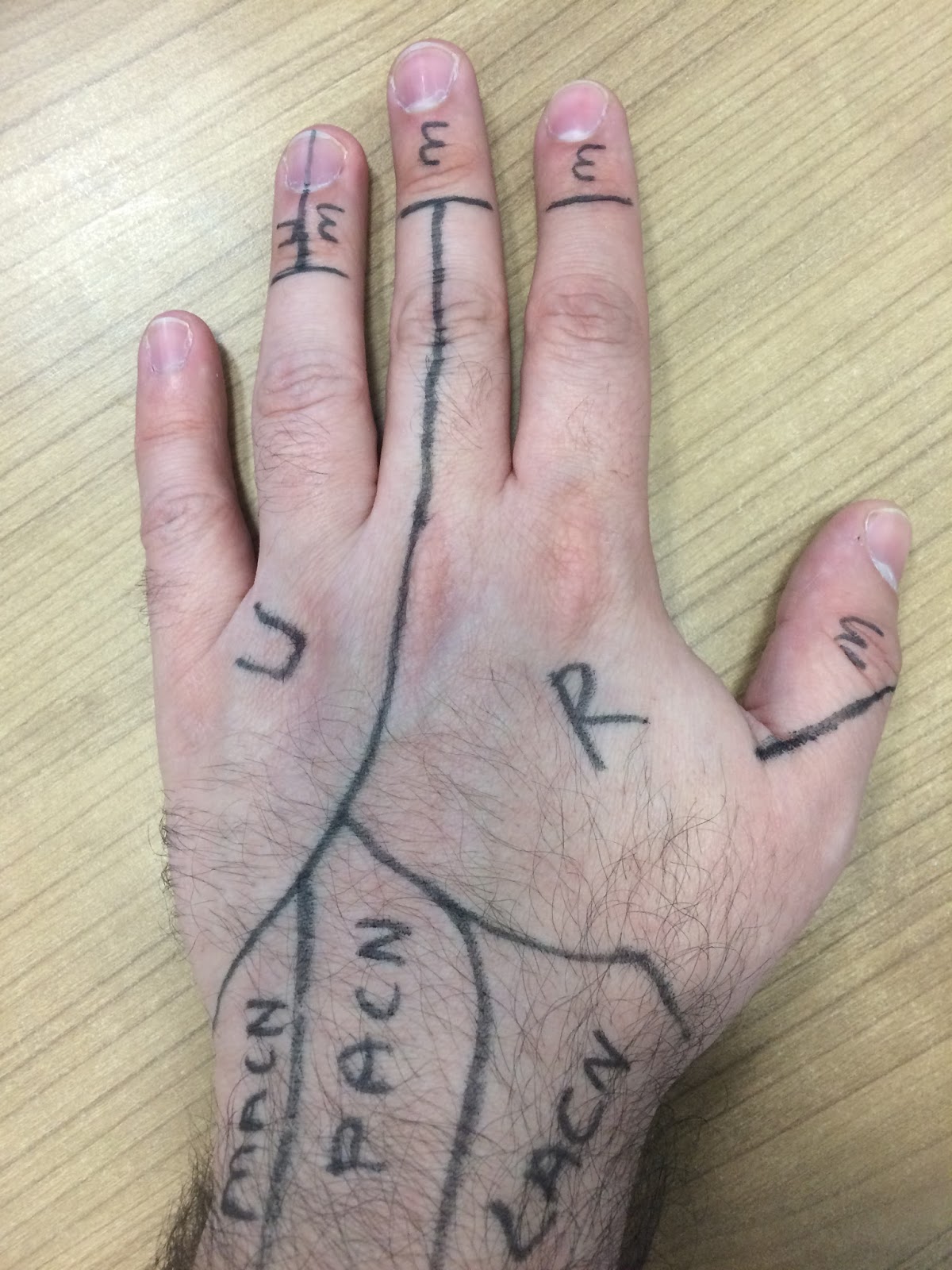 Anatomy-Logia: Hand Anatomy