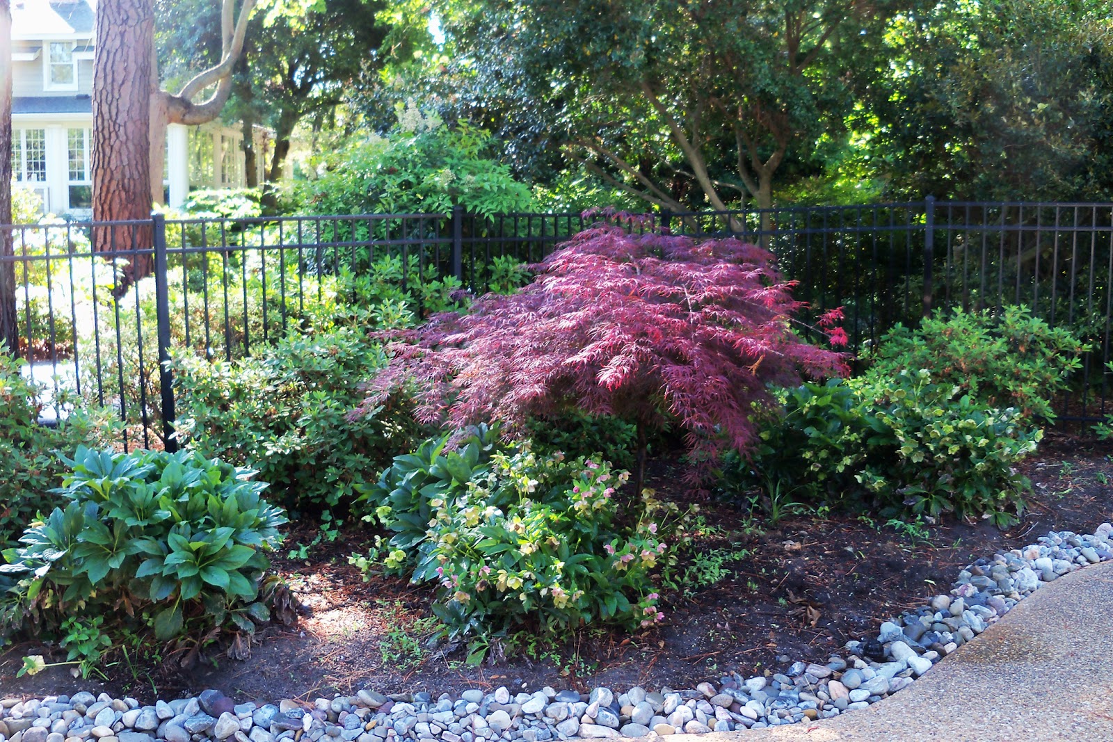 Dr. Dan's Garden Tips: Enhancing Your Landscape With Professional Design