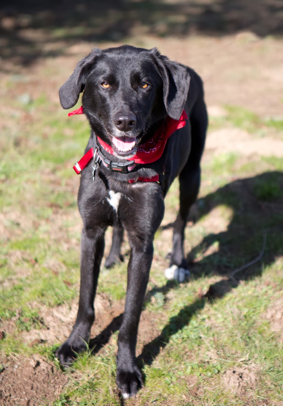 Shelter Dogs of Portland: "DOREE" gorgeous Lab/Husky mix