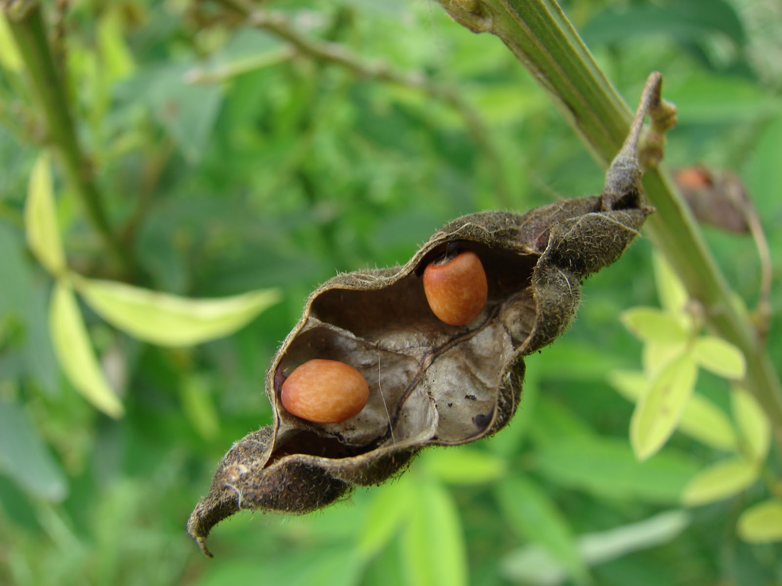 Cultura Guaraní: Poroto Kumandá