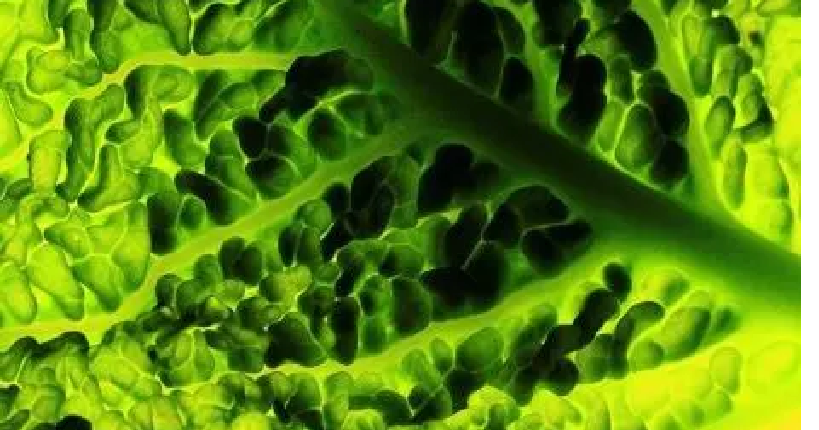 Proprietà e benefici della clorofilla / Properties and benefits of ...