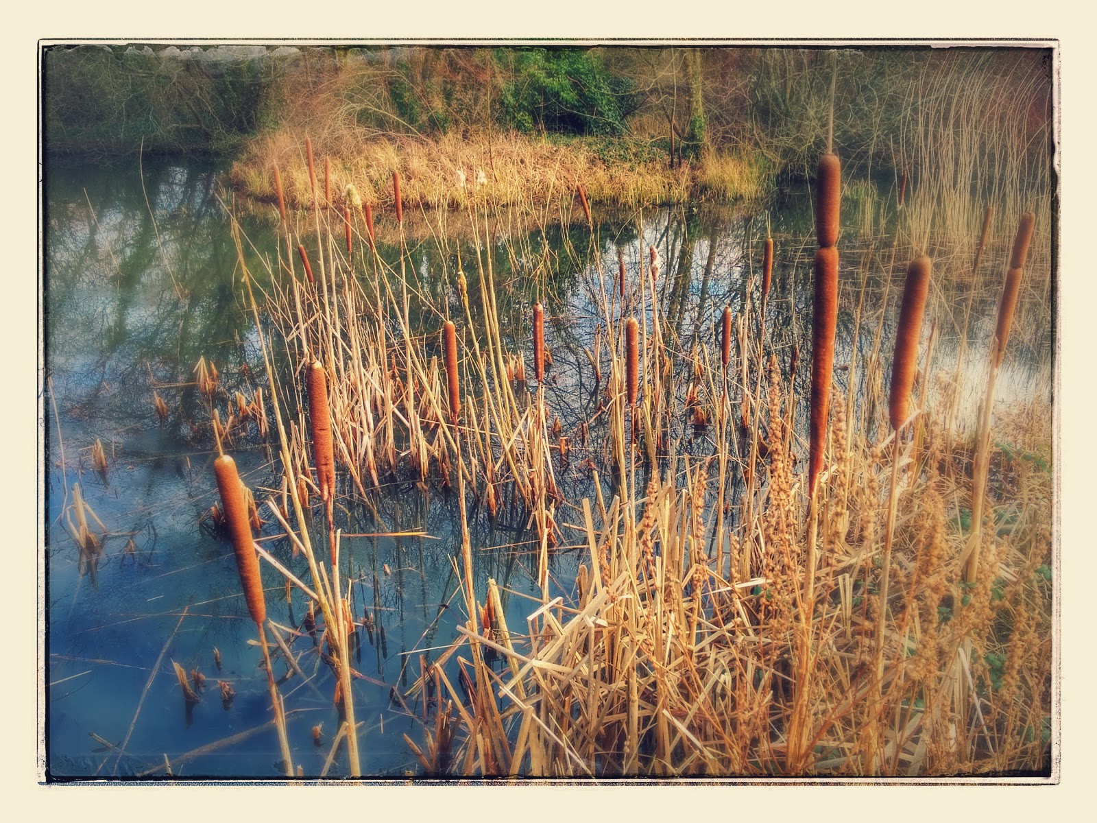 Wild Life: Great Reedmace or Bulrush?