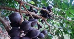 Cita Tani Nursery (NS015495-D): Benih Pokok Jering