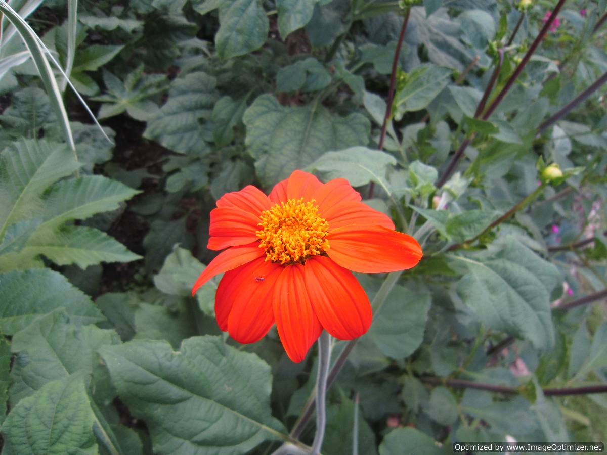 Rambling towards an exotic garden paradise: Flowers