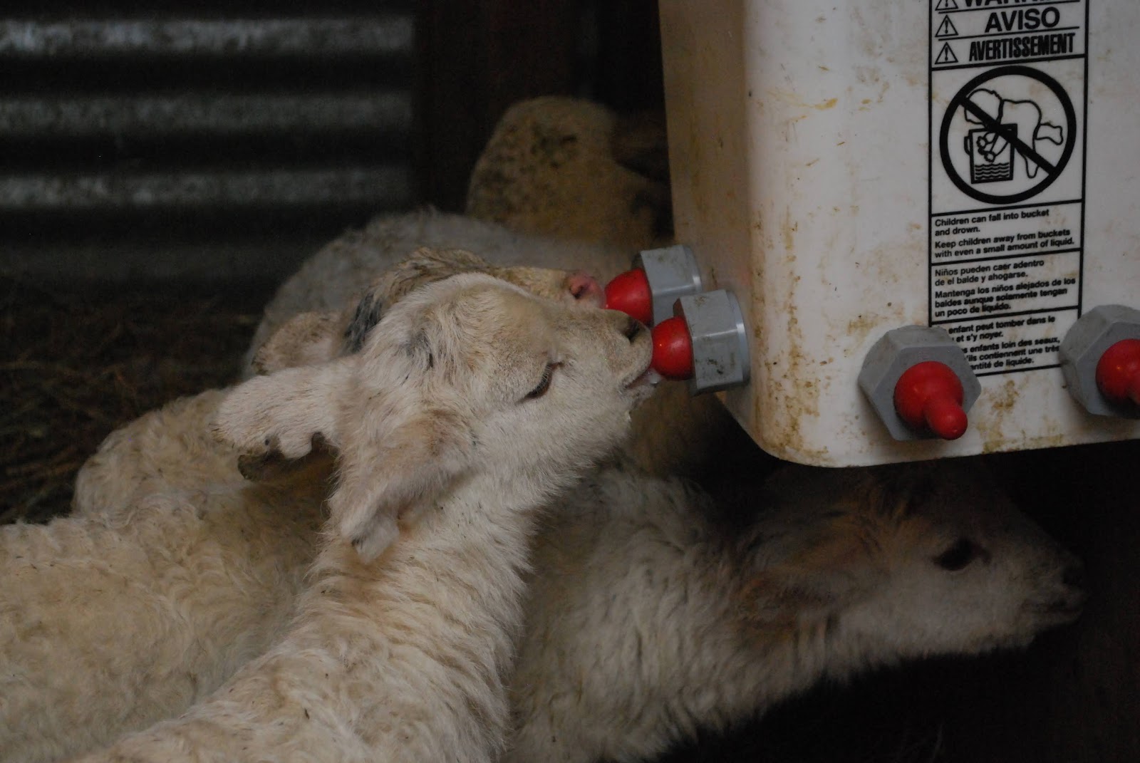 HighTail Farms: A Baker's Dozen of Baby Sheeps