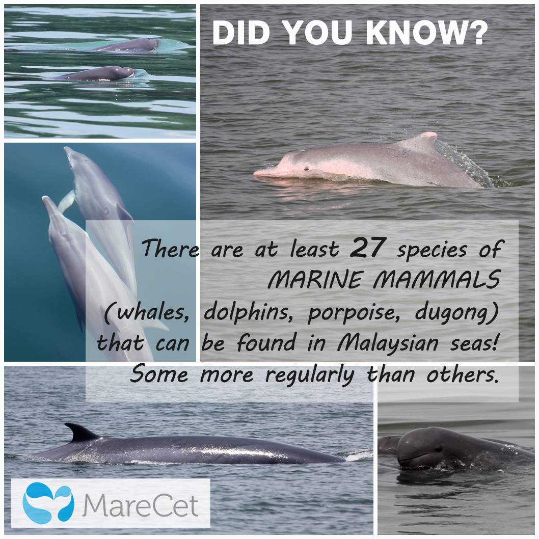 Plus Size Kitten: Protecting Malaysian Dolphins
