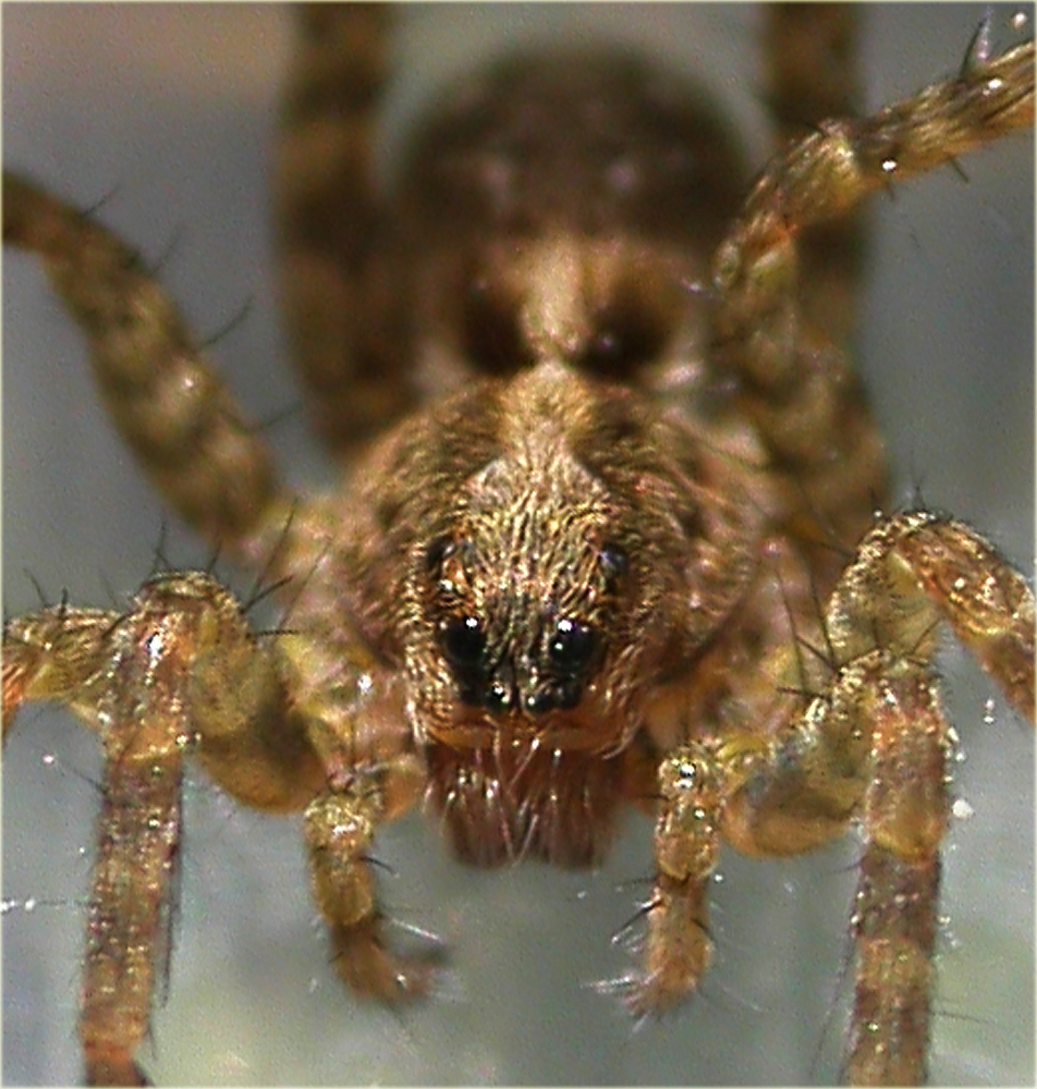 Arachnerds: Wolf Spiders - Pardosa sp.