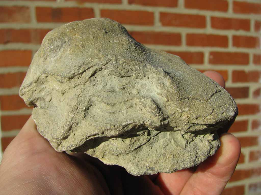 Views of the Mahantango: Heliolites from Gotland, Sweden