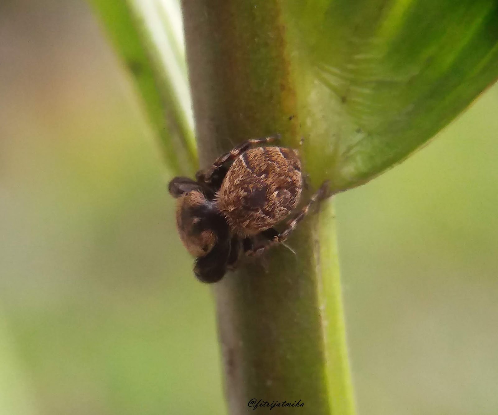 Rhene flavigera a member of jumping spider family