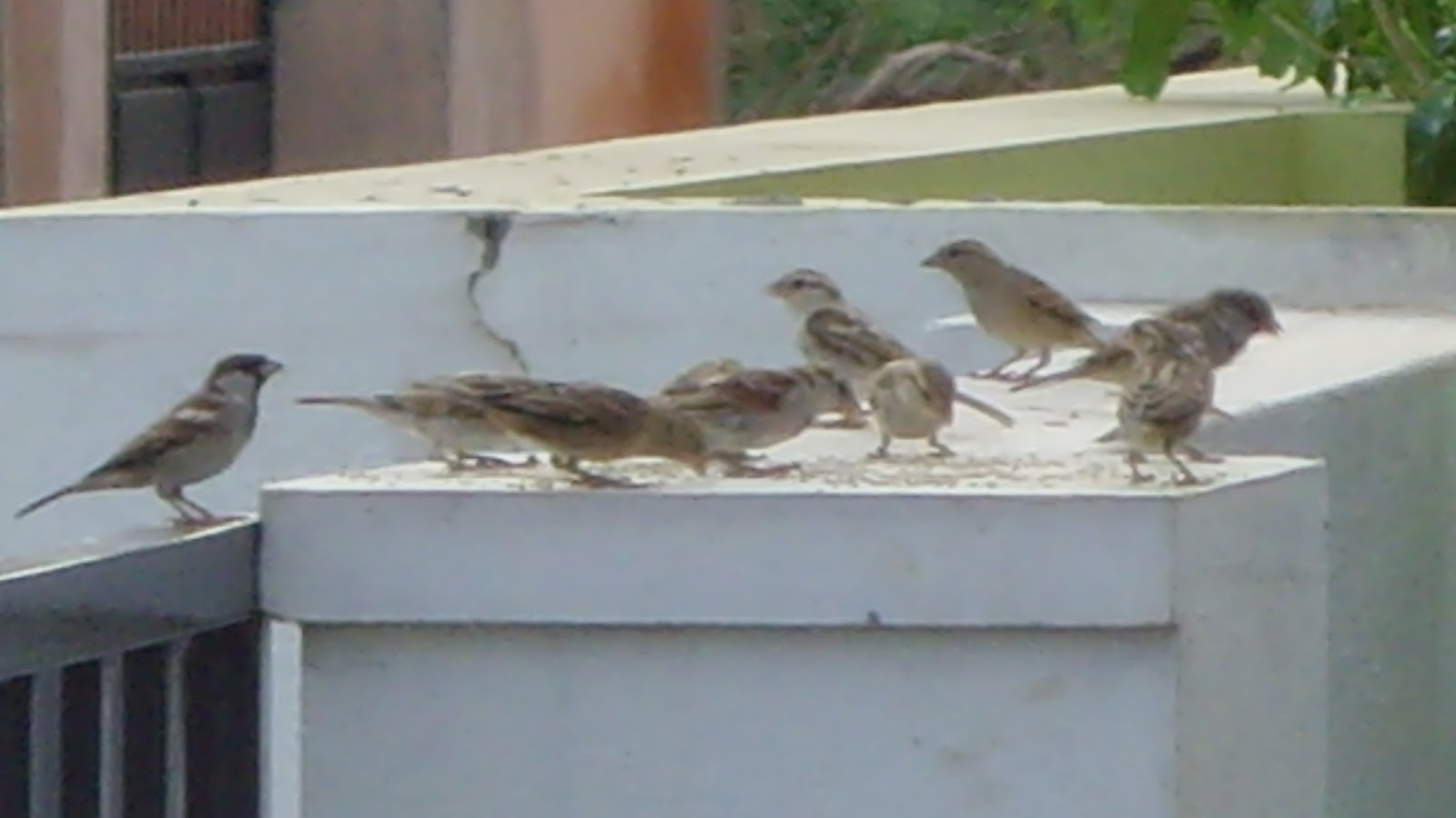 Wildlife Conservation Group of Palani Hills: Save Sparrows