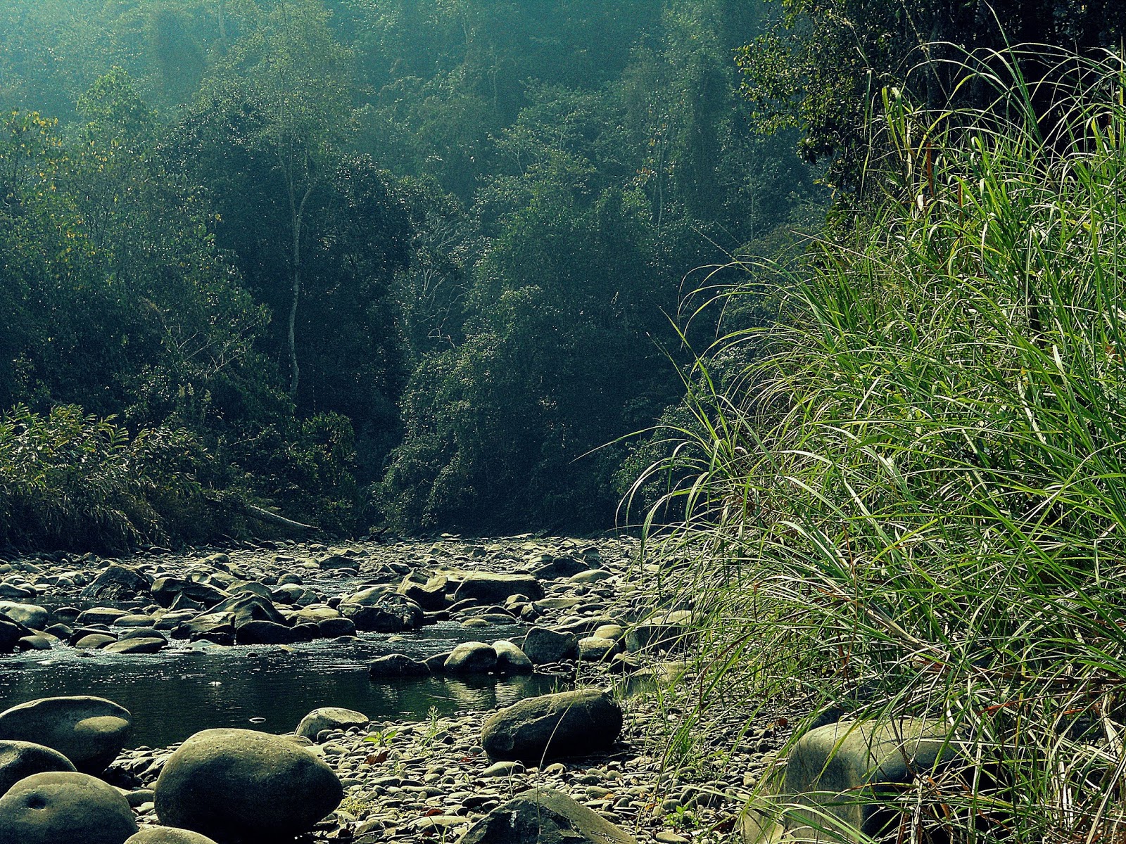 Rainforest of Assam: PHOTO GALLERY