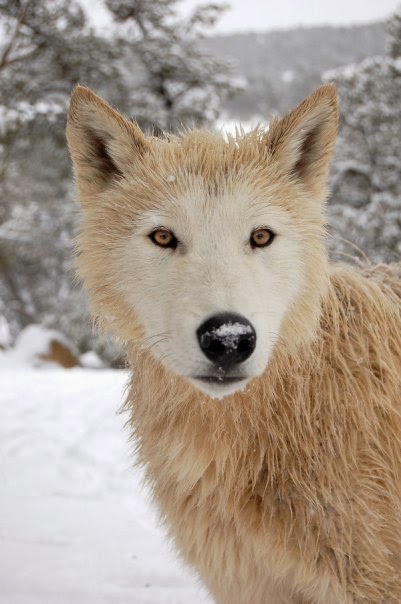 White Wolf : 15 Photos of the Most Amazing Animal in Alaska - Arctic ...