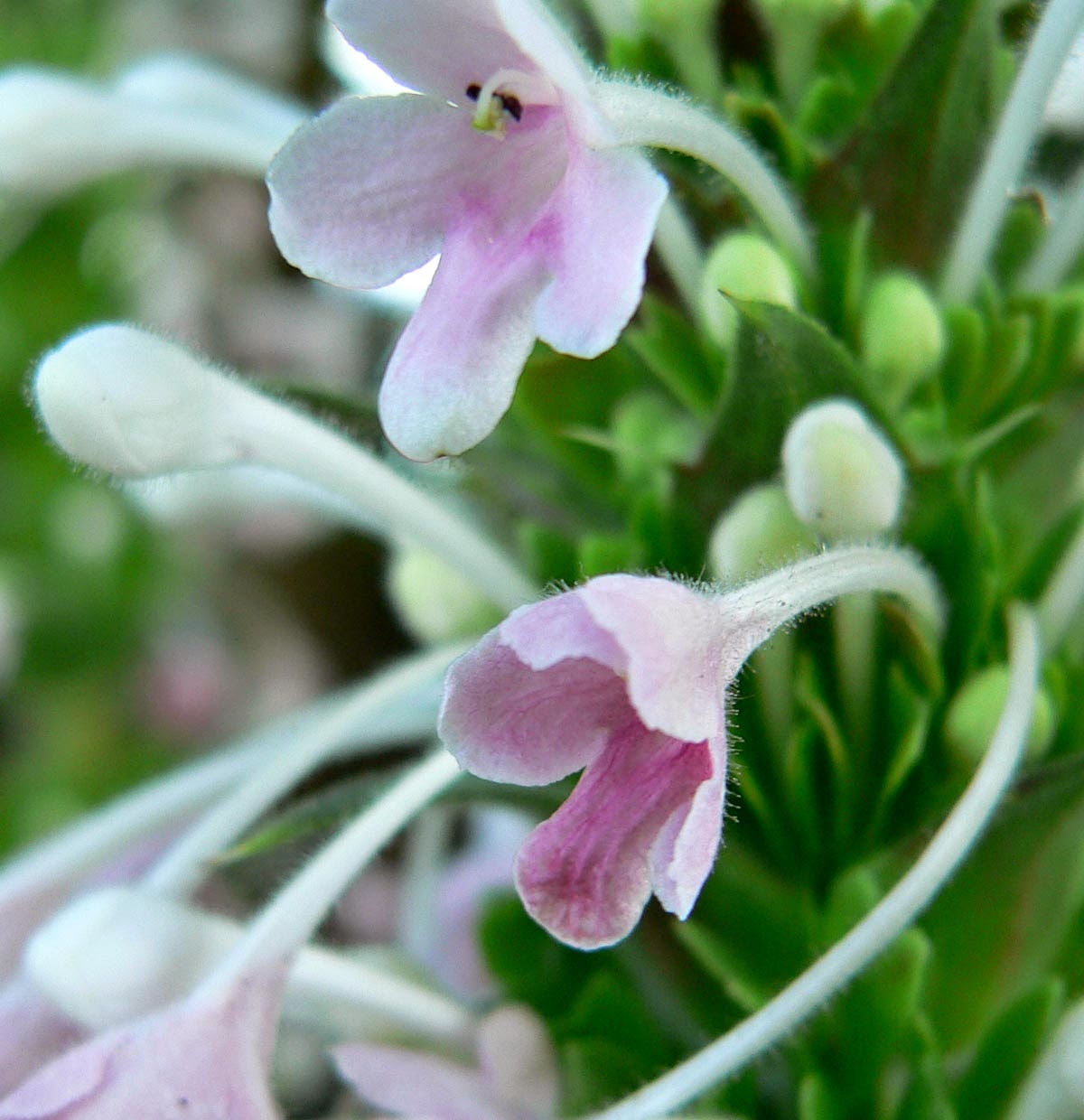 Plant of the Day: Plant of the day is: Morina longifolia or Himalayan ...