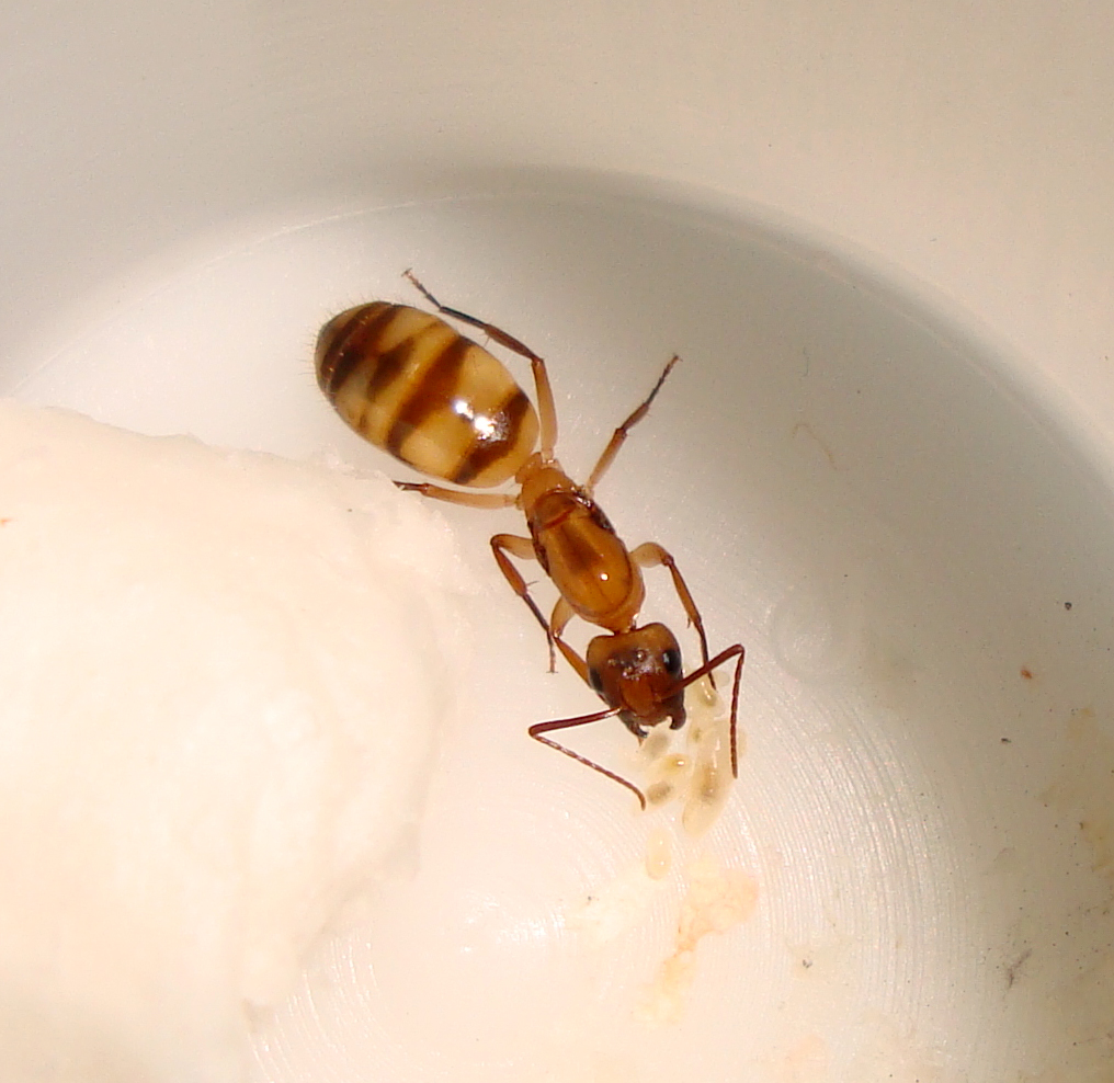 Clube das Formigas: Nova rainha capturada! É muito parecida com ...
