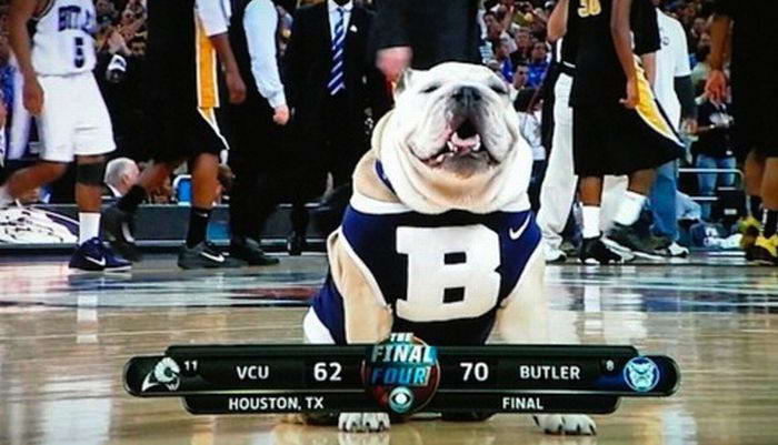 Butler blue live mascot - KILLER CELL