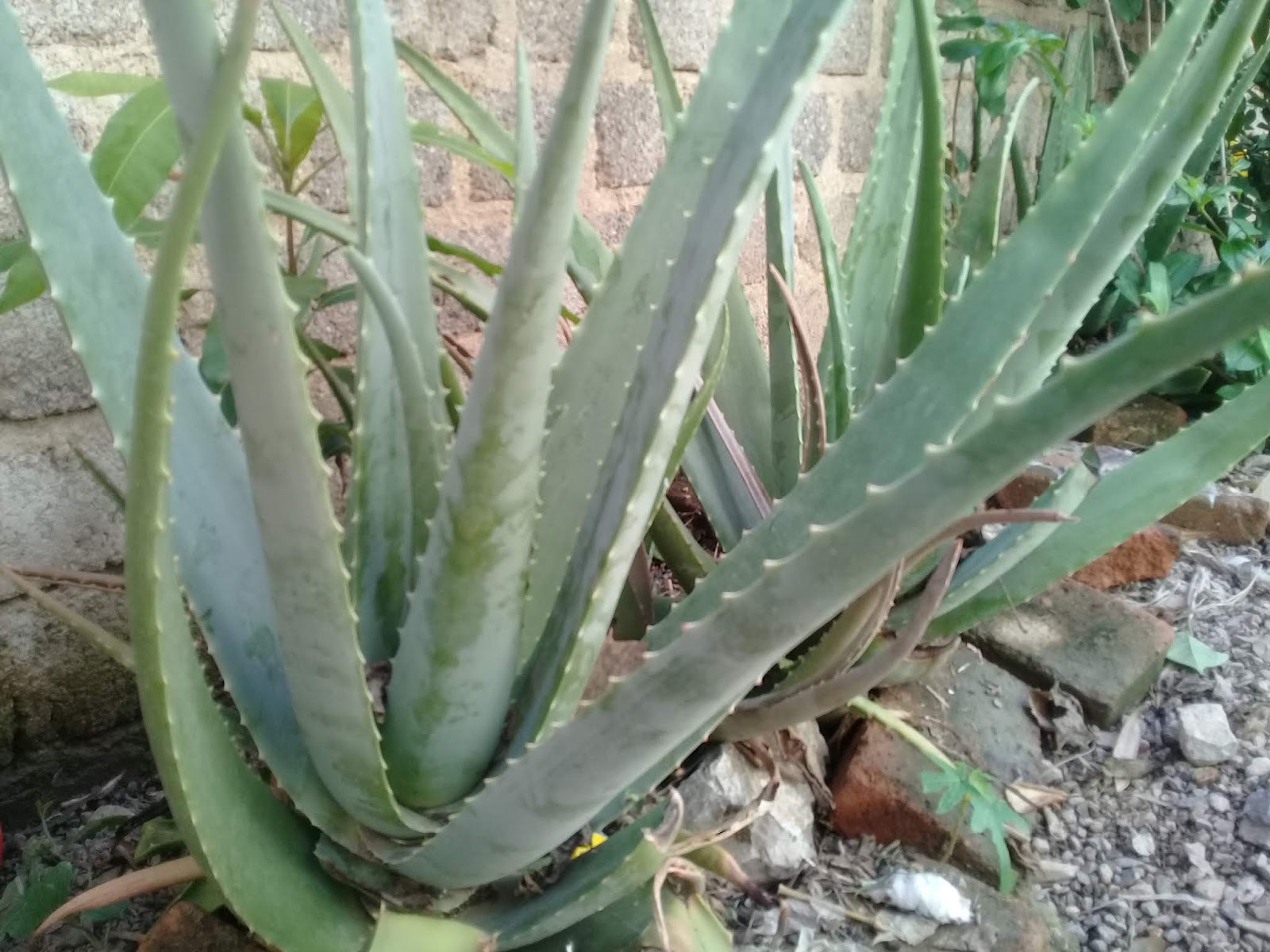 SABILA: Mi experiencia con la sábila