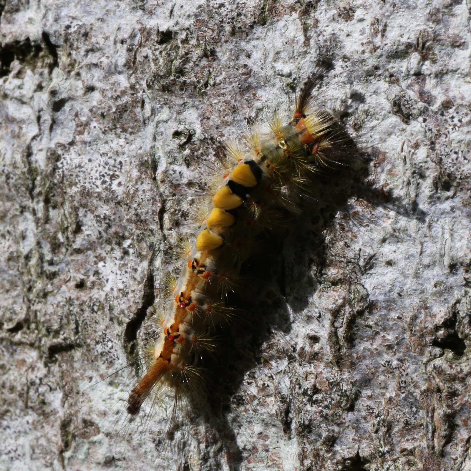 TrogTrogBlog: Rusty tussock moth caterpillar
