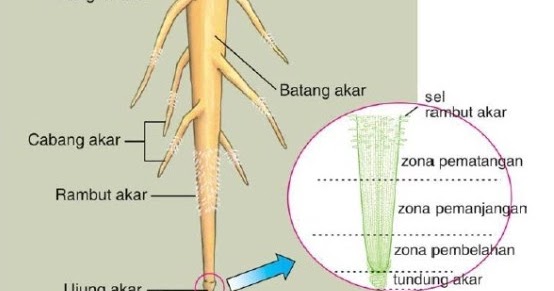 Nih Pengertian Akar ( Bagian Bagian, Jenis, Ciri-Ciri, Dan Fungsi Akar ...