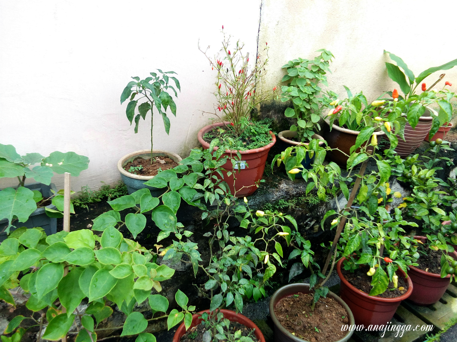 Tanaman Dalam Pasu- Menfaatkan Setiap Ruang Yang Ada